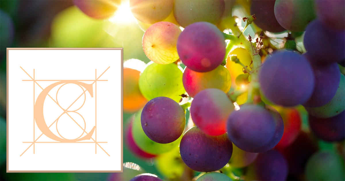 Cellarius Kft.: az egyik legdinamikusabban fejlődő magyar vállalkozás